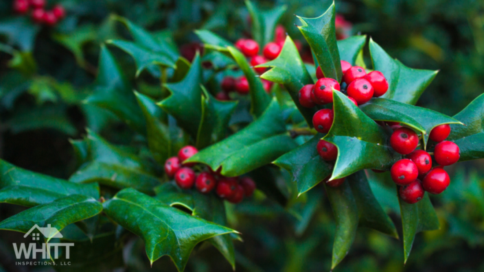 7 Plants For Christmas To Put Floridians in the Holiday Spirit!